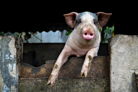 รูปภาพCerdito – เลือกดูภาพถ่ายสต็อก เวกเตอร์ และวิดีโอ1,678 | Adobe Stock