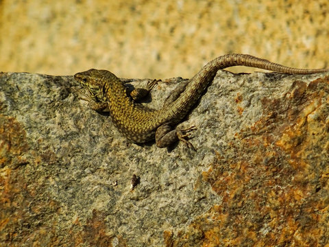รูปภาพViperinae – เลือกดูภาพถ่ายสต็อก เวกเตอร์ และวิดีโอ2,406 | Adobe Stock