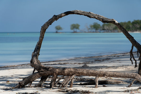 Jutia Images – Browse 33 Stock Photos, Vectors, and Video | Adobe Stock