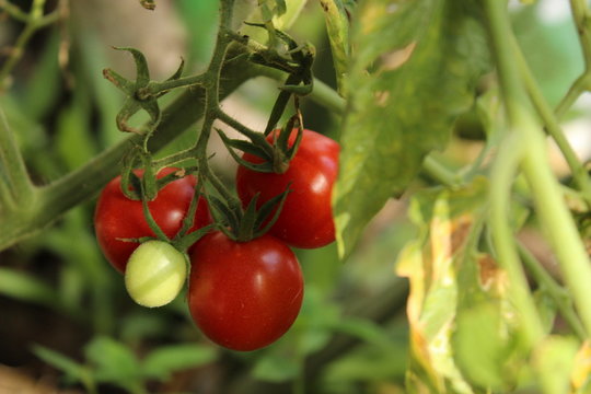 Strauchtomate Bilder – Durchsuchen 40,203 Archivfotos, Vektorgrafiken ...