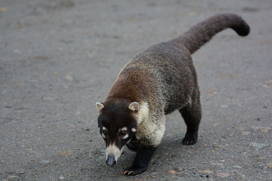 Puzzola Images – Browse 35 Stock Photos, Vectors, and Video | Adobe Stock