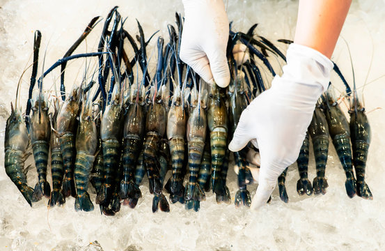 「Shimp」の画像 - 402 件の Stock 写真、ベクターおよびビデオ | Adobe Stock