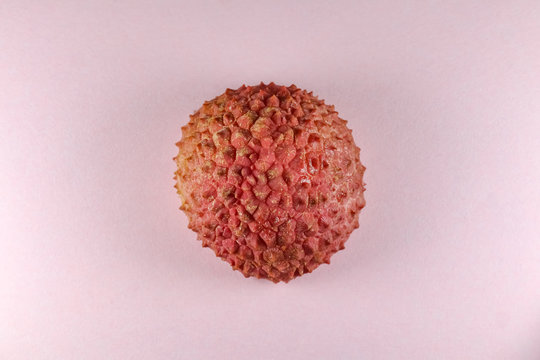 รูปภาพLichu – เลือกดูภาพถ่ายสต็อก เวกเตอร์ และวิดีโอ364 | Adobe Stock