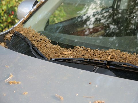 Tree Pollen On Car