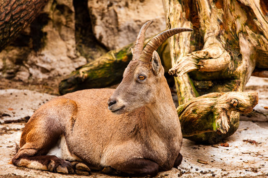 1,896 件の最適な Rammen 画像、ストック写真、ベクター | Adobe Stock