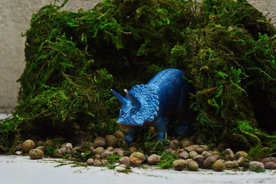 Ceratops-Bilder: Stock-Fotos & -Videos. | Adobe Stock
