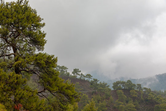 Imagens de Kiefern – Explore Fotografias do Stock, Vetores e Vídeos de ...