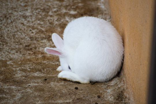 Copito Images – Browse 51 Stock Photos, Vectors, and Video | Adobe Stock