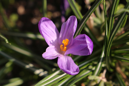 Lilla bilder – Bläddra bland 5,777 stockfoton, vektorer och videor ...