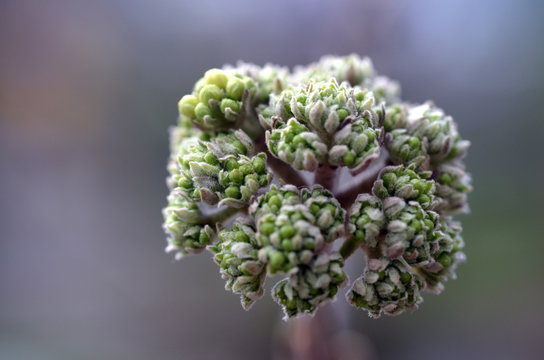 Kospen Images – Browse 25 Stock Photos, Vectors, and Video | Adobe Stock