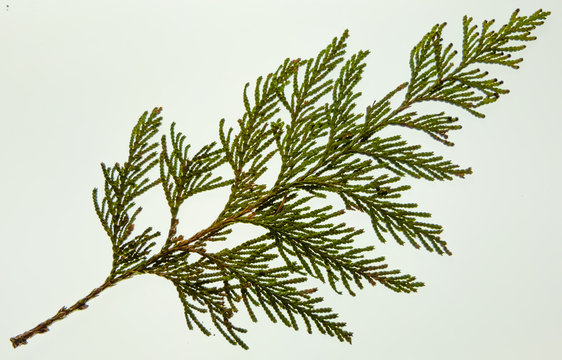 "Eastern Red Cedar" Images – Browse 37 Stock Photos, Vectors, and Video ...