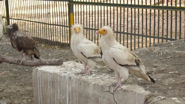 Avialae Bilder – Durchsuchen 500 Archivfotos, Vektorgrafiken und Videos ...