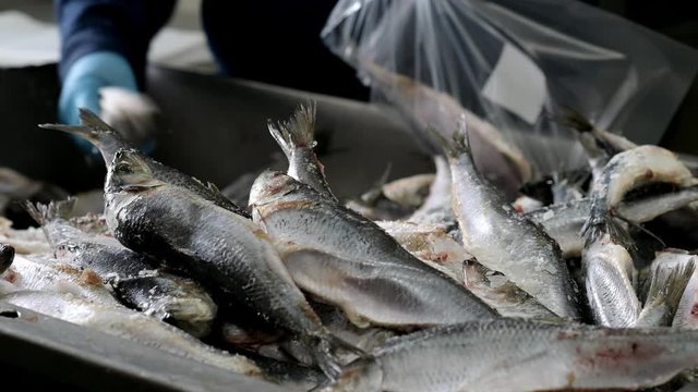 Imagens de Omul – Explore Fotografias do Stock, Vetores e Vídeos de 645 ...