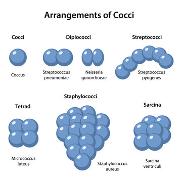 Monococcus Images – Browse 70 Stock Photos, Vectors, and Video | Adobe ...