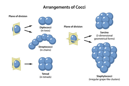 Monococcus Images – Browse 70 Stock Photos, Vectors, and Video | Adobe ...