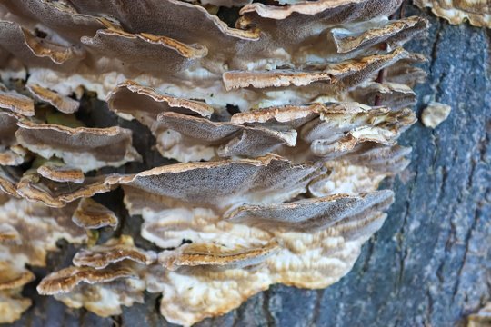 รูปภาพPhellinus – เลือกดูภาพถ่ายสต็อก เวกเตอร์ และวิดีโอ279 | Adobe Stock