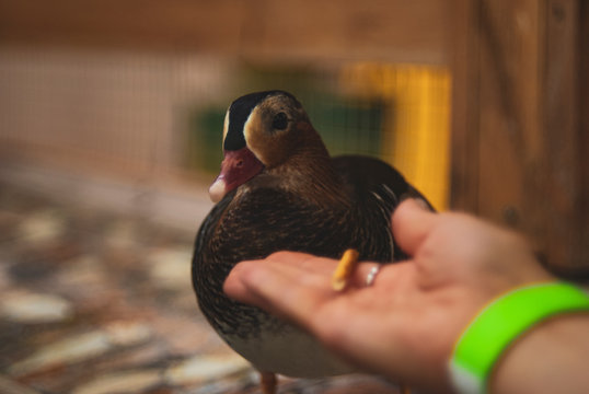 Guse Images – Browse 46 Stock Photos, Vectors, and Video | Adobe Stock