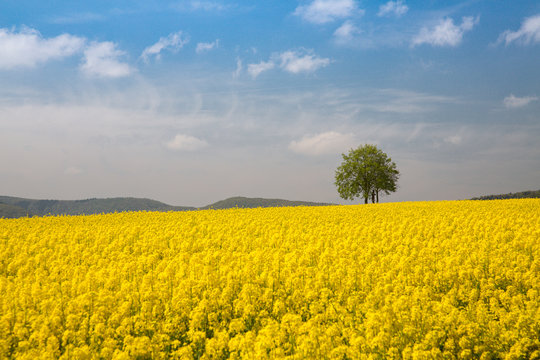 Imágenes de Rapsfelder: descubre bancos de fotos, ilustraciones ...