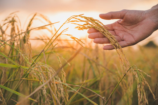 "Golden Rice" Bilder – Durchsuchen 4,116 Archivfotos, Vektorgrafiken ...