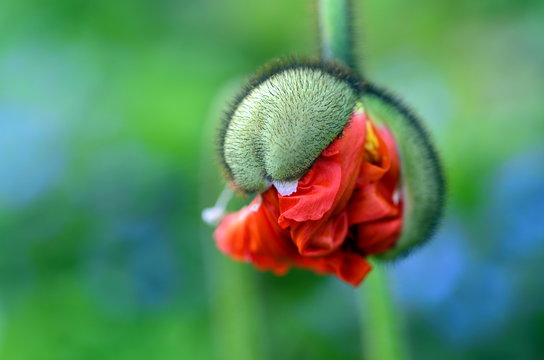รูปภาพMohn – เลือกดูภาพถ่ายสต็อก เวกเตอร์ และวิดีโอ40,246 | Adobe Stock