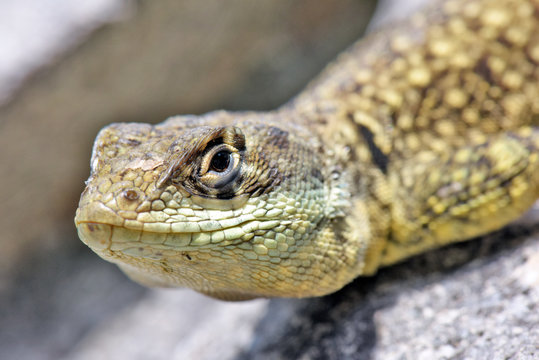 Calango Bilder – Durchsuchen 333 Archivfotos, Vektorgrafiken und Videos ...