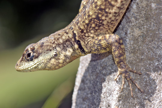 Calango Bilder – Durchsuchen 355 Archivfotos, Vektorgrafiken und Videos ...