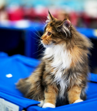 Mismatched Images – Browse 3,381 Stock Photos, Vectors, and Video ...