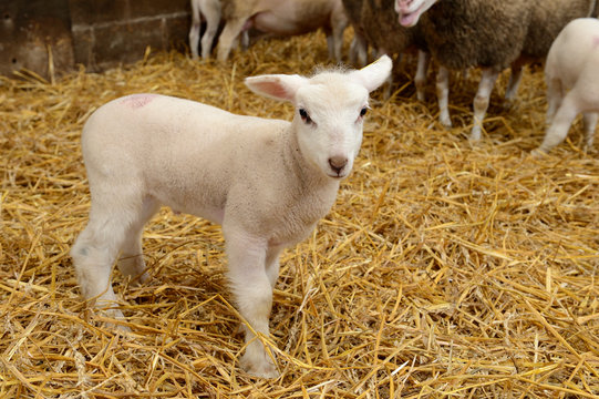 รูปภาพAgnelage – เลือกดูภาพถ่ายสต็อก เวกเตอร์ และวิดีโอ136 | Adobe Stock