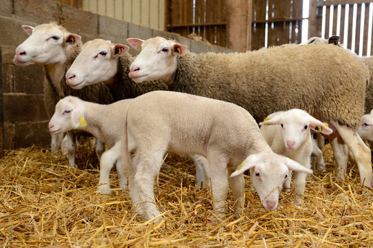 รูปภาพAgnelage – เลือกดูภาพถ่ายสต็อก เวกเตอร์ และวิดีโอ136 | Adobe Stock