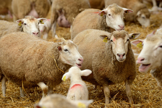 รูปภาพAgnelage – เลือกดูภาพถ่ายสต็อก เวกเตอร์ และวิดีโอ91 | Adobe Stock