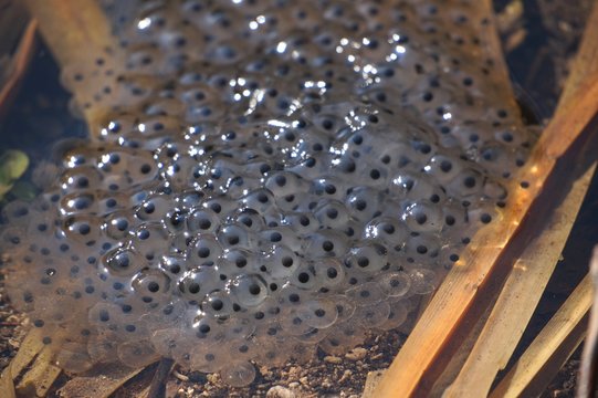 「Froschlaich」の画像 - 513 件の Stock 写真、ベクターおよびビデオ | Adobe Stock