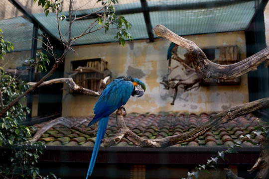 รูปภาพPappagallo – เลือกดูภาพถ่ายสต็อก เวกเตอร์ และวิดีโอ1,064 | Adobe ...