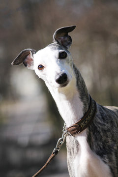 「Vipet」の写真素材 | 37件の無料イラスト画像 | Adobe Stock