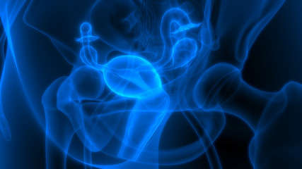 Clitoris photos, royalty-free images, graphics, vectors & videos ...