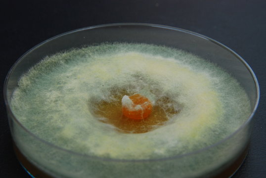 รูปภาพTrichoderma – เลือกดูภาพถ่ายสต็อก เวกเตอร์ และวิดีโอ127 | Adobe Stock