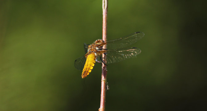 รูปภาพOdonate – เลือกดูภาพถ่ายสต็อก เวกเตอร์ และวิดีโอ47,478 | Adobe Stock
