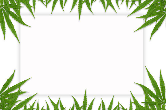 Marijuana Leaf Border Bilder – Durchsuchen 7,725 Archivfotos ...