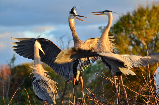 Aironi Images – Browse 398 Stock Photos, Vectors, and Video | Adobe Stock