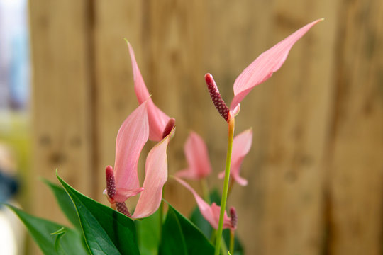 Spatifilum 이미지 – 찾아보기 139 스톡 사진, 벡터 및 비디오 | Adobe Stock