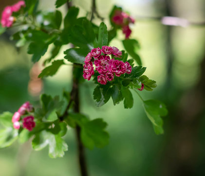 Azarole 画像 - 参照 106 Stock 写真、ベクターおよびビデオ | Adobe Stock