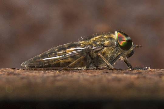 Tábano Images – Browse 42 Stock Photos, Vectors, and Video | Adobe Stock