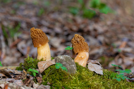 Thimble-Cap Images – Browse 135 Stock Photos, Vectors, and Video ...