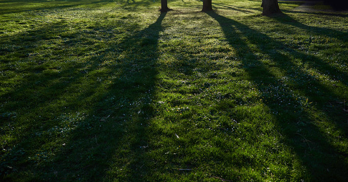 「Baumschatten」の写真素材 | 202件の無料イラスト画像 | Adobe Stock