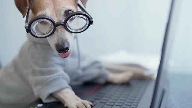 Dog Cat Computer Images – Browse 9,542 Stock Photos, Vectors, and Video ...