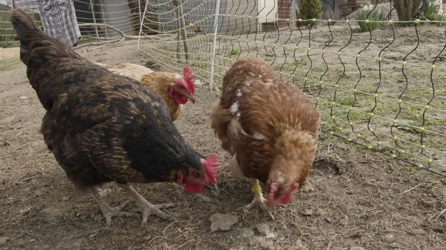 "Chicken Fight" Images – Browse 120 Stock Photos, Vectors, and Video ...