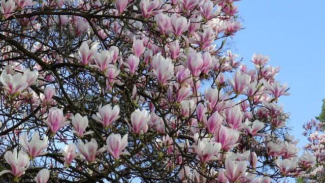 Loofboom Imagens – Procure 8 fotos, vetores e vídeos | Adobe Stock