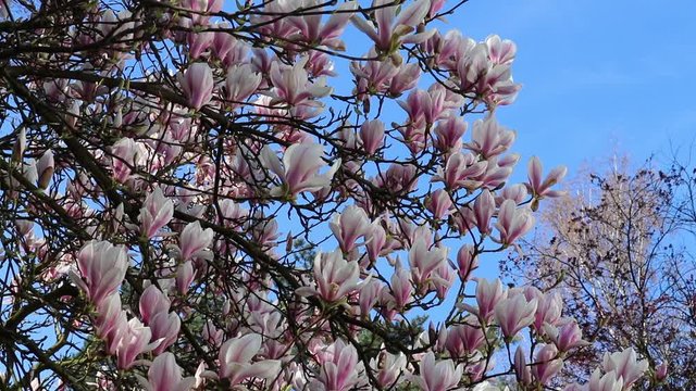 Loofboom bilder – Bläddra bland 8 stockfoton, vektorer och videor ...