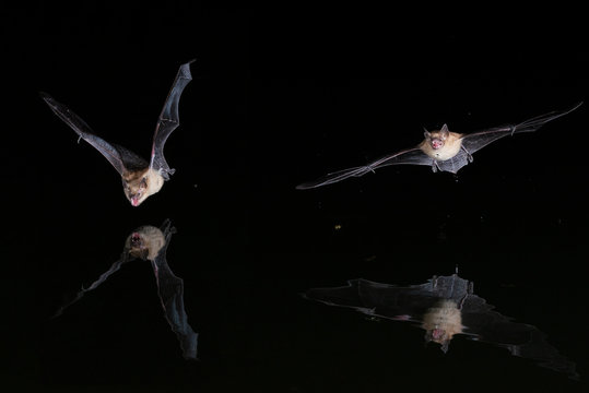 Vampirfledermaus Bilder – Durchsuchen 69,108 Archivfotos ...