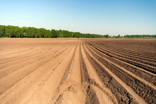 Great Hungarian Plain