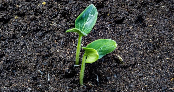 Emergent Images – Browse 2,578 Stock Photos, Vectors, and Video | Adobe ...